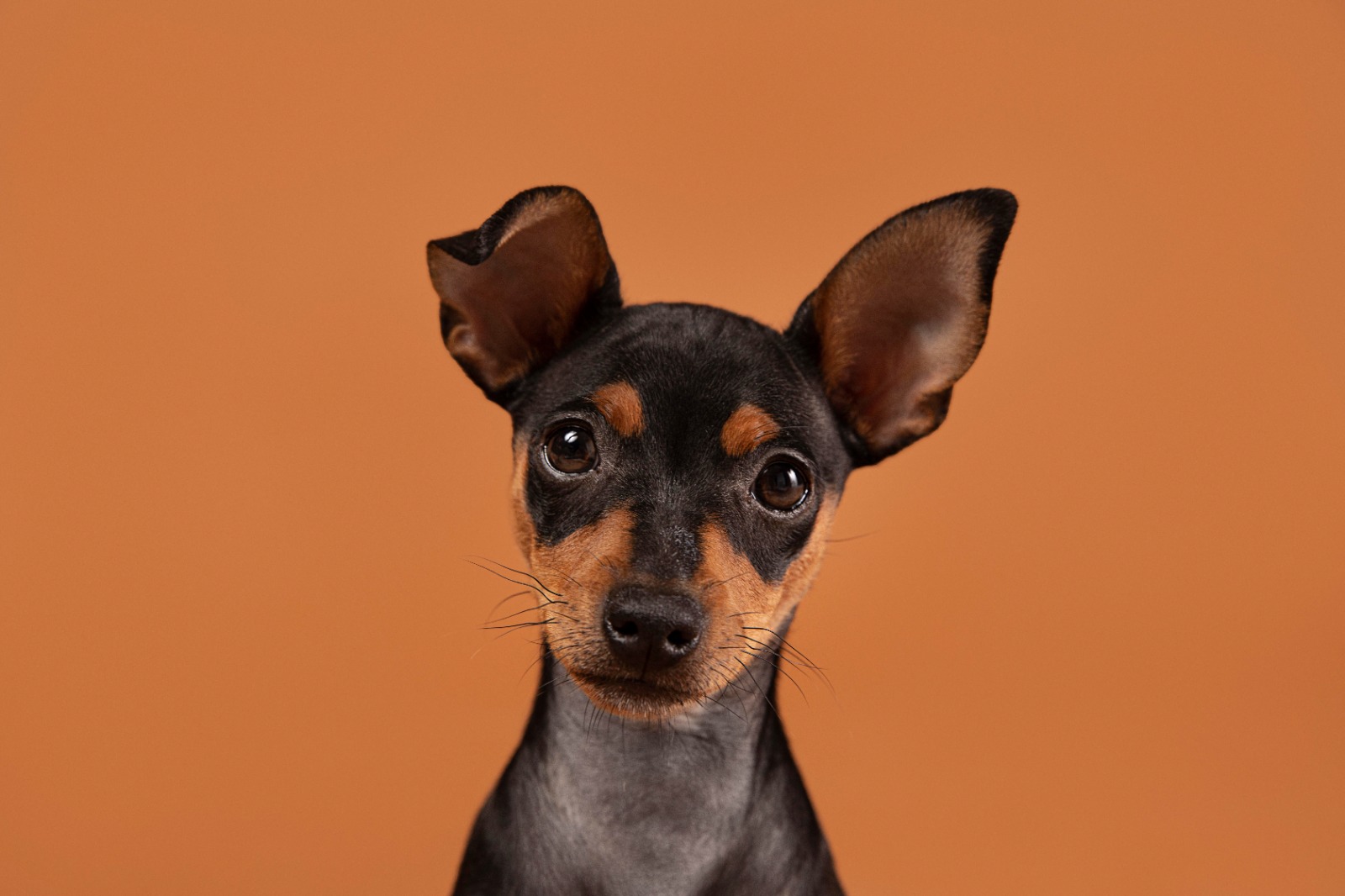Dwerg Pinscher puppy's / pups: Alles wat jij moet weten